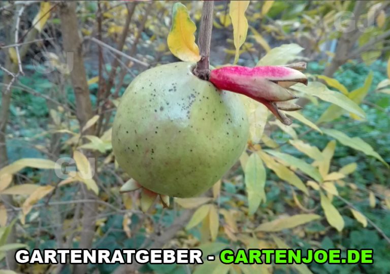 Granatapfel Im Sommer Kaufen