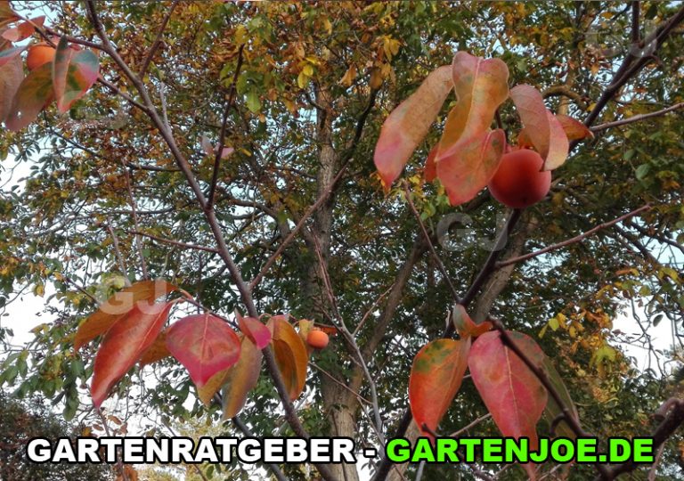 Seltene Obstbaume Fur Den Garten