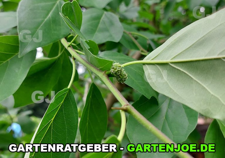 Cudrania tricuspidata seedless che - Der Seidenraupenbaum - Seltene ...